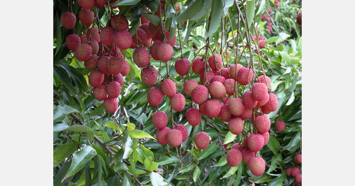 North Queensland lychee season to start in late October