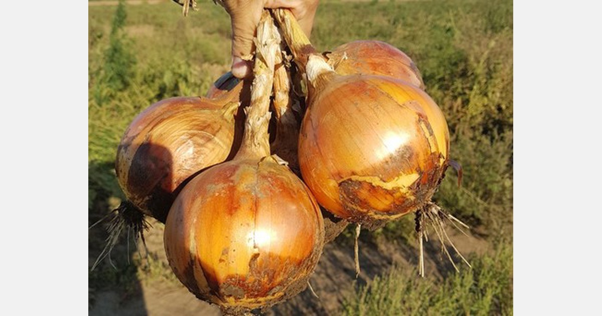 “Our onions will fill the gap that Holland and Poland have left behind”
