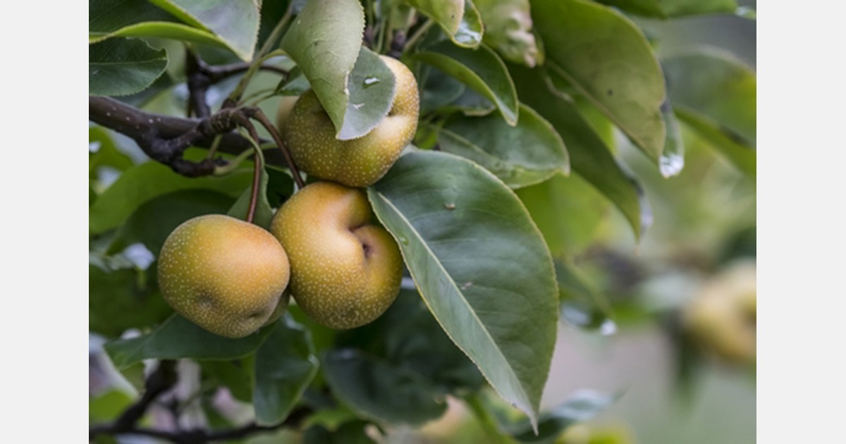 California Asian pear season commences