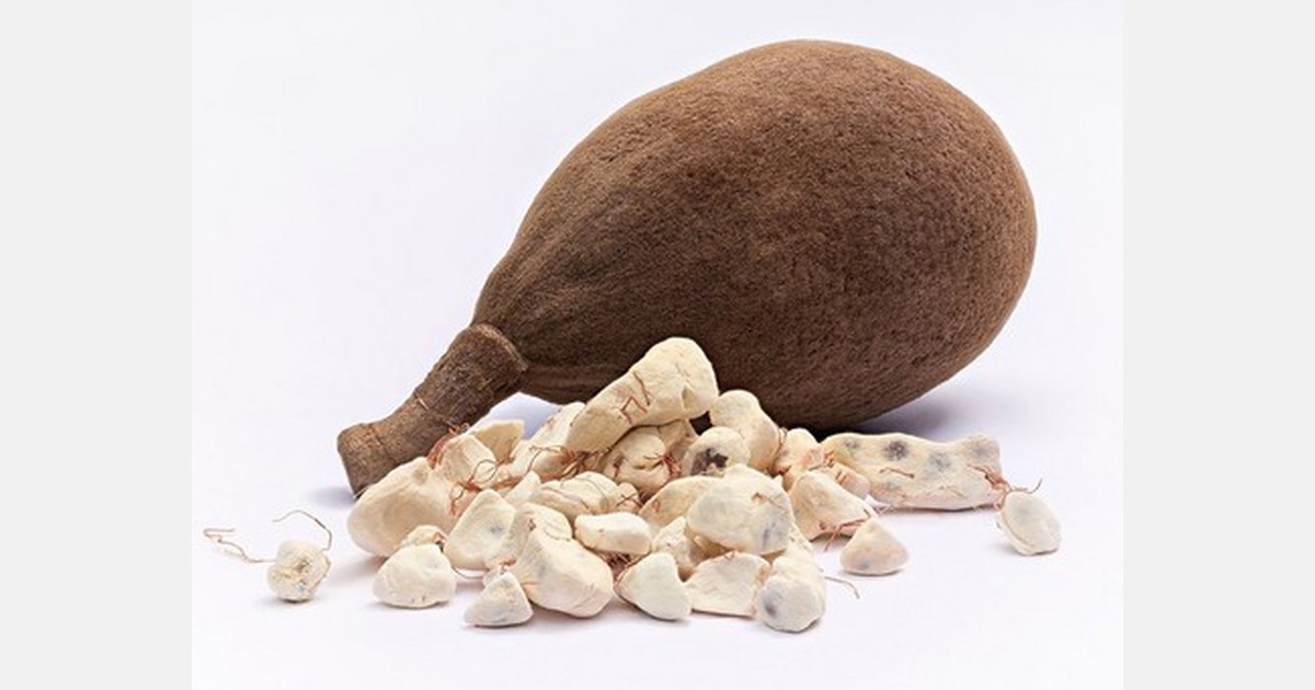 South African villagers to tap into 'superfood' baobab trend