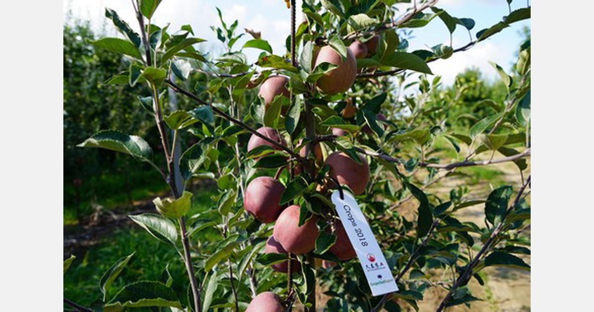 “China’s interest in Polish apples will increase”