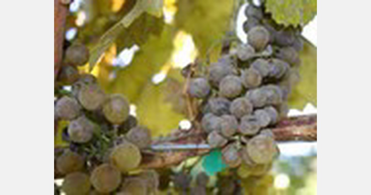 USDA: $5.6 million to target pests & fungus