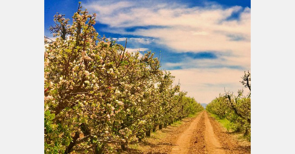 Good organic crop of Arizona apples means drop in pricing