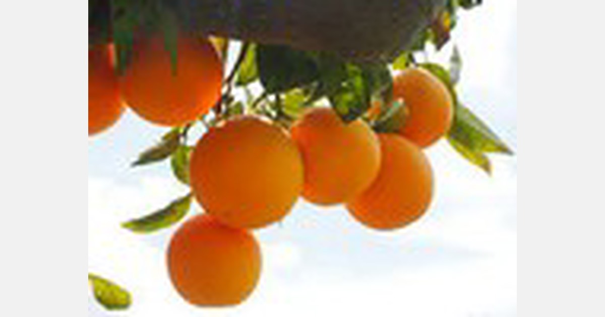 Australian orange exports increasing