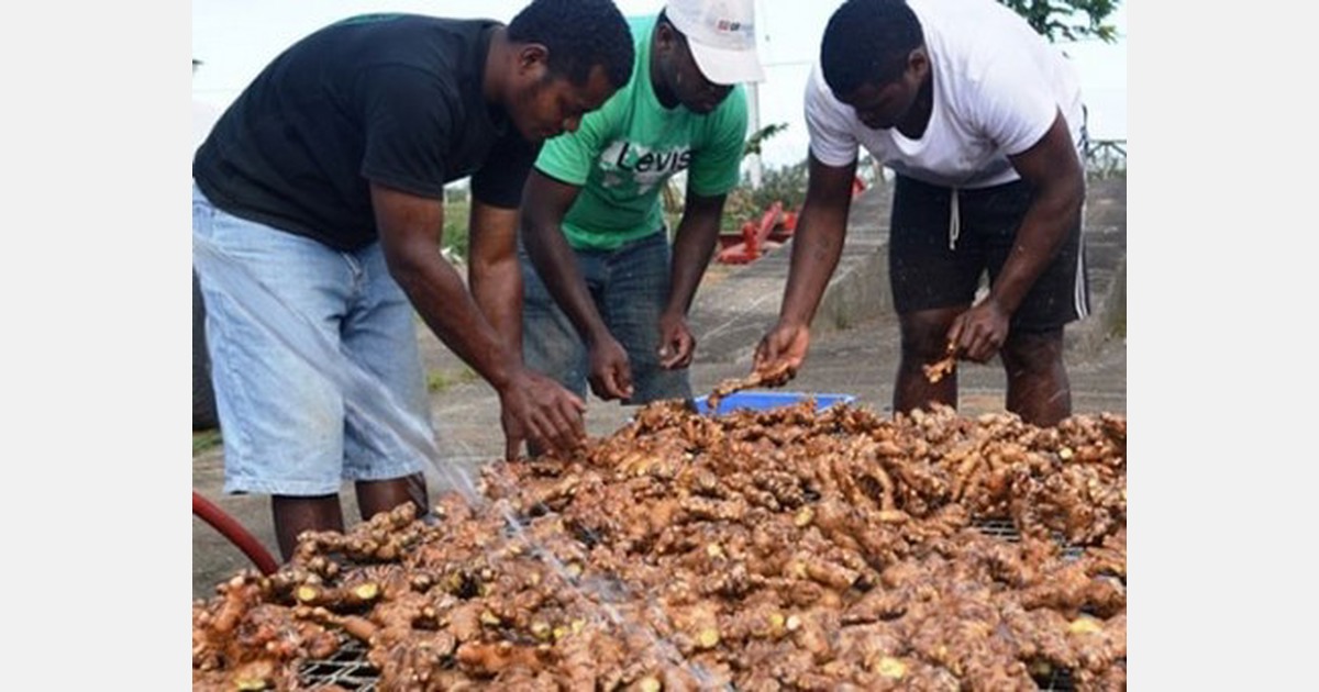 Fiji: Local ginger can compete at international markets
