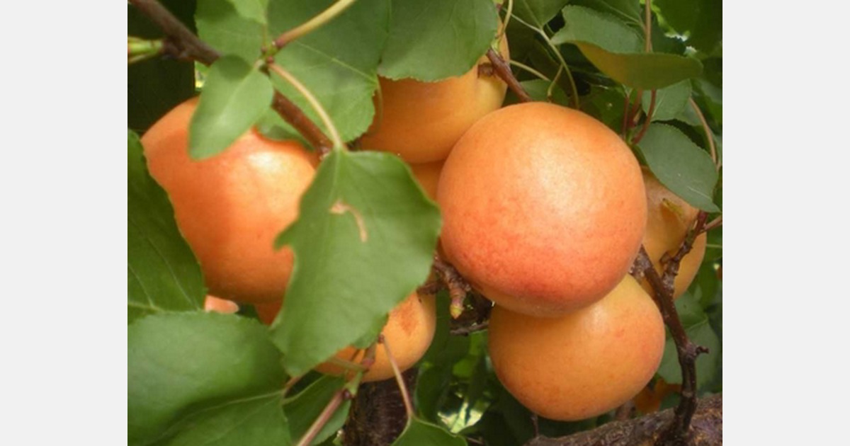 AU: New apricot releases aimed at improving consumer experience