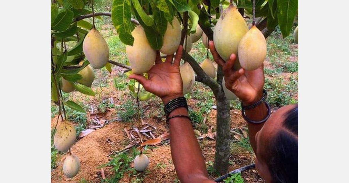 Pakistan: Mango Research Institute introduces high density mango plantation