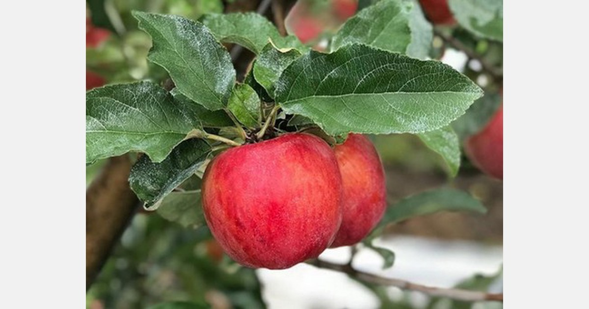 Autumn Glory apple production increases, year-round availability in sight