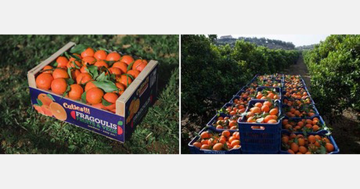 Greek oranges aren’t suffering from smaller sizes