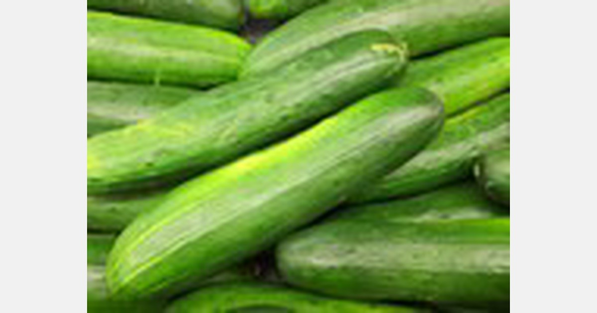 Good weather conditions for start of Florida cucumber season