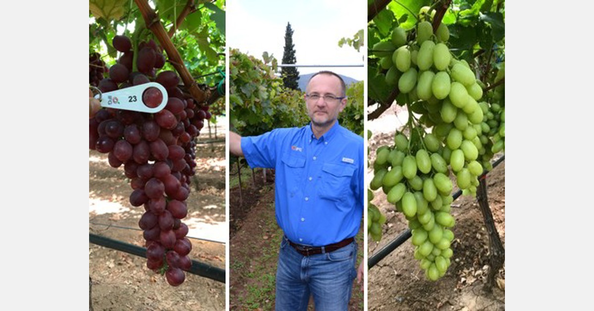 Greeks extend European grape season