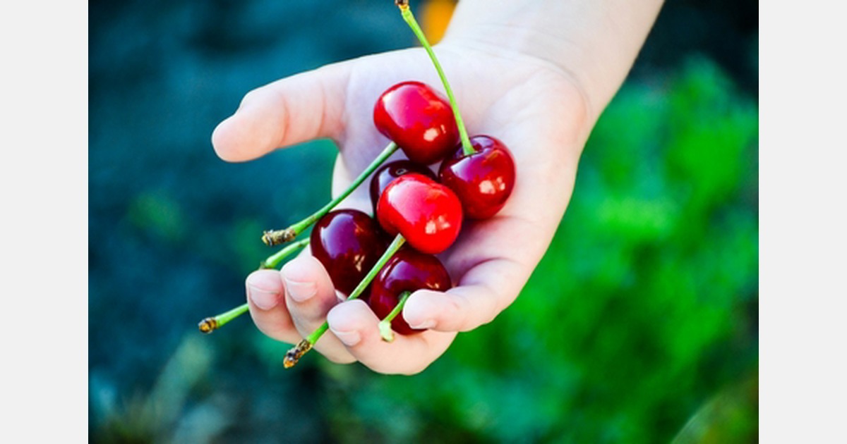 Rain helps Victorian cherry growers