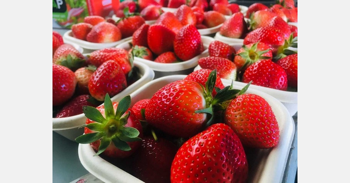 AU: The compostable berry containers helping tackle the war on plastic