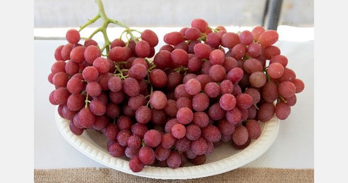 At last, a seedless Muscat grape?