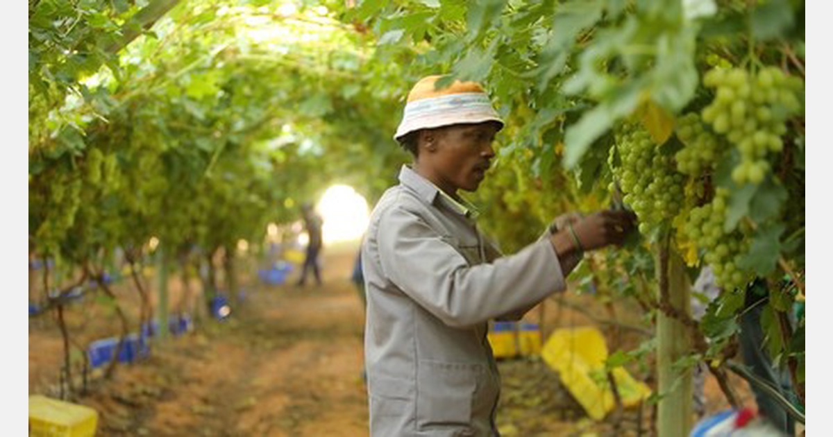 South African and Namibian grapes on its way to pre-Christmas market in ...