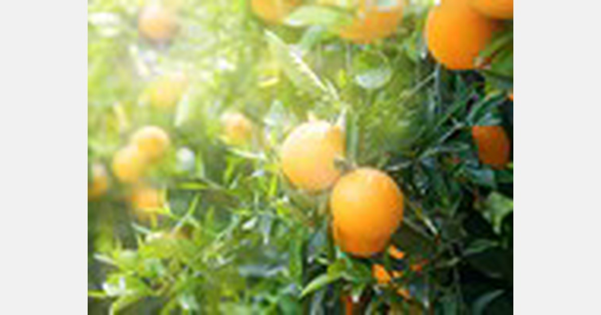 PlanetProof Citrus from South Africa