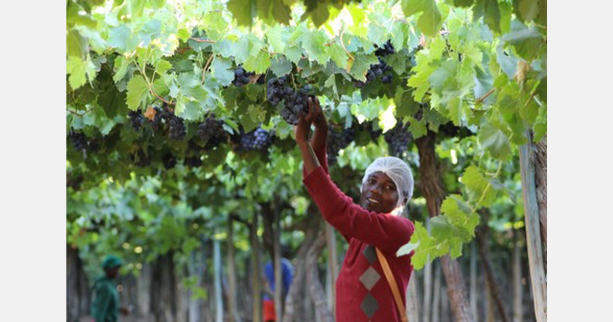 Namibian grape season back to normal