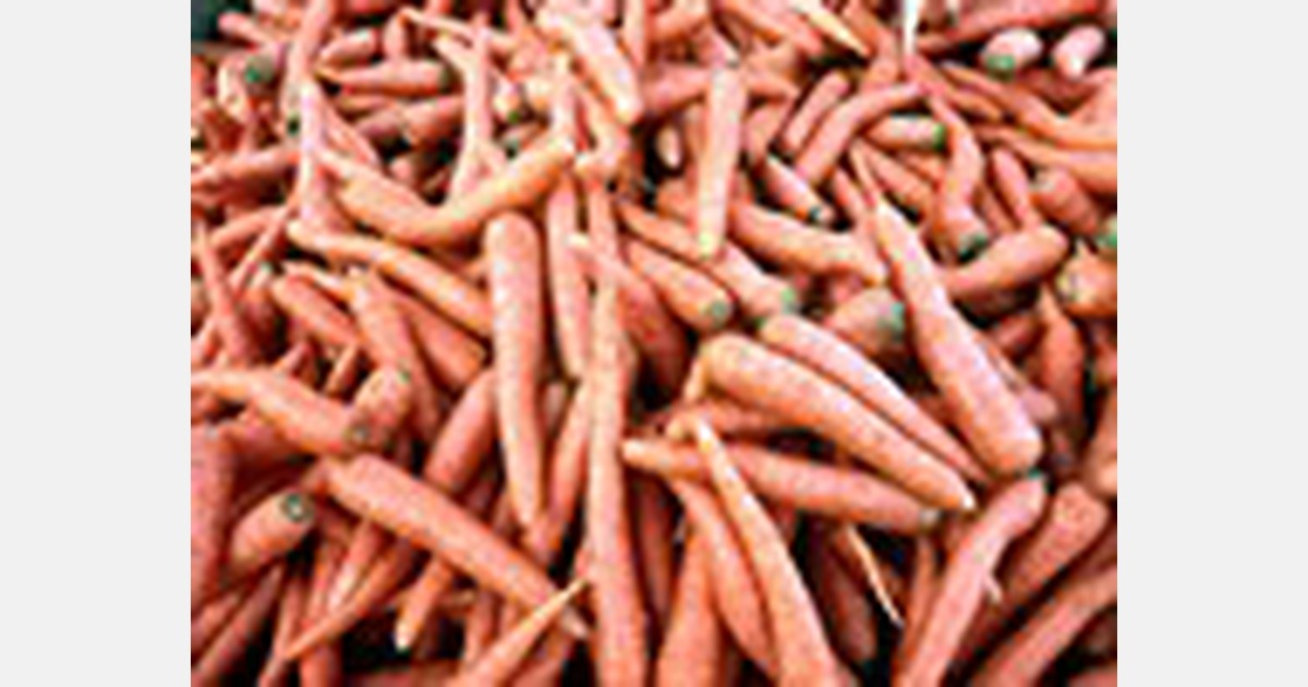 Australian carrots leading veg export