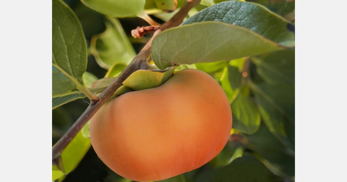 California's challenging persimmon season draws to a close