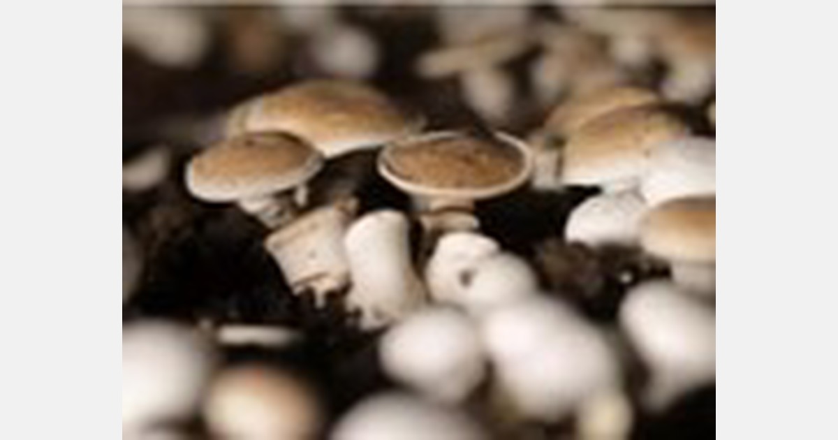 Philippines: Iloilo City wants to replicate Chinese mushroom technology
