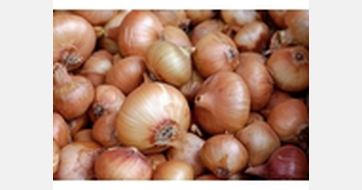European onion harvest dramatically low