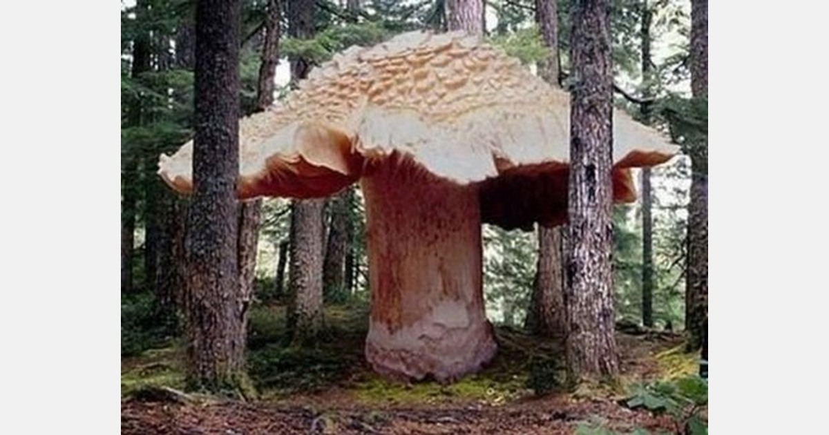 One of the largest living things even bigger than previously thought