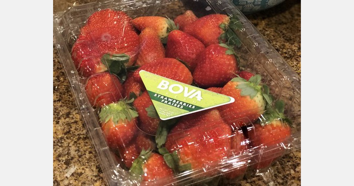 Florida strawberry growers welcome warmer weather