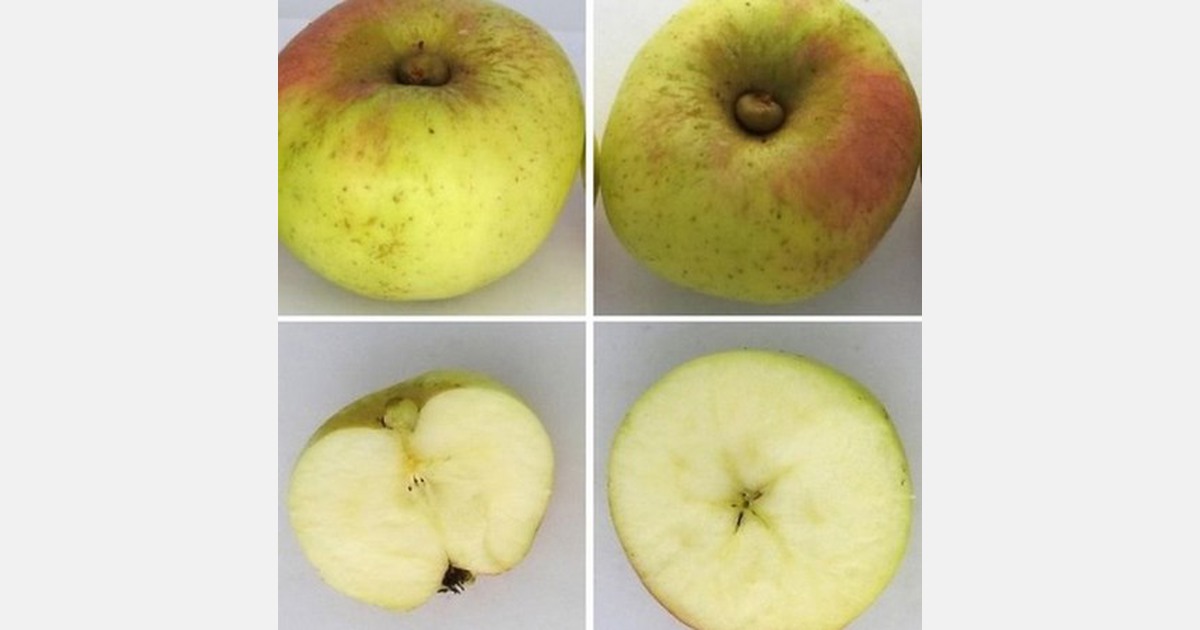 Wales: 'New' apple and pear varieties found