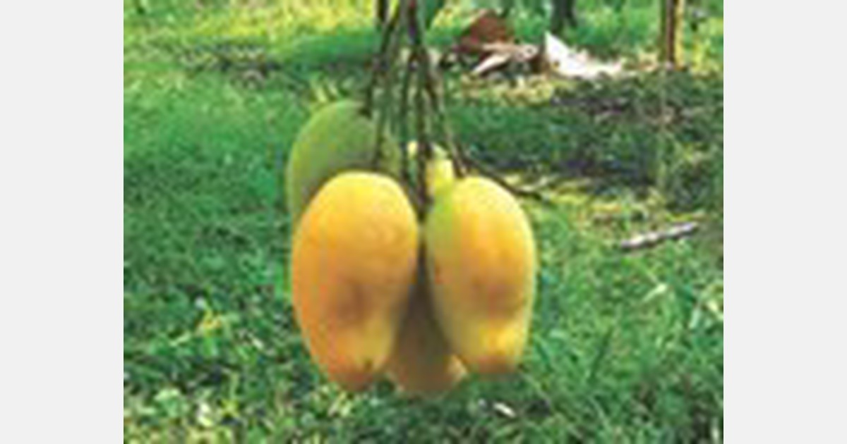 Bangladesh: Mangoes, even in winter