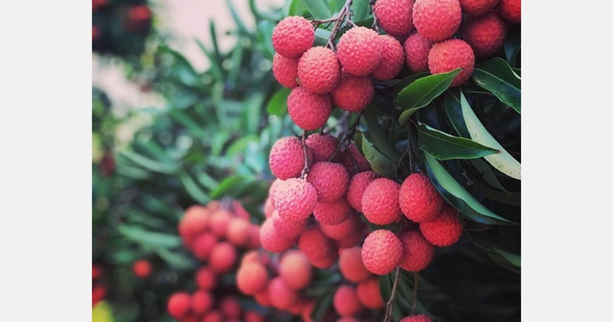 AU: Central Queensland lychee grower sends first shipment to United States