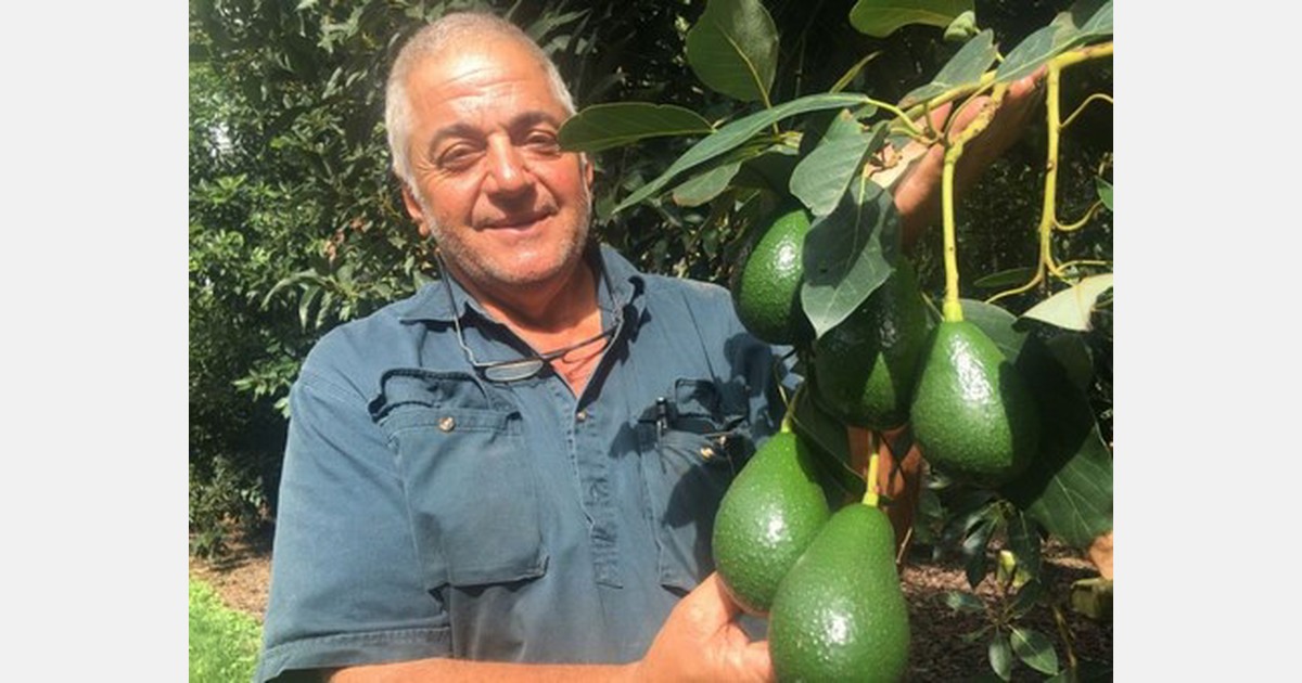 Australia: Avocado production up in Far North Queensland