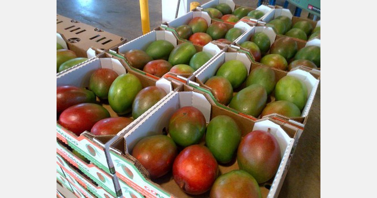 European market very receptive to Puerto Rican mangoes