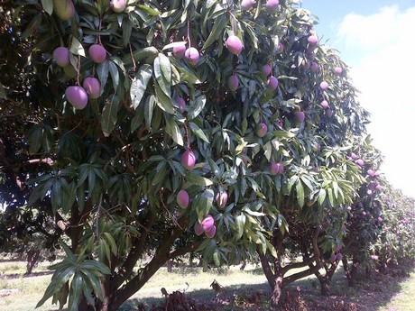 European market very receptive to Puerto Rican mangoes
