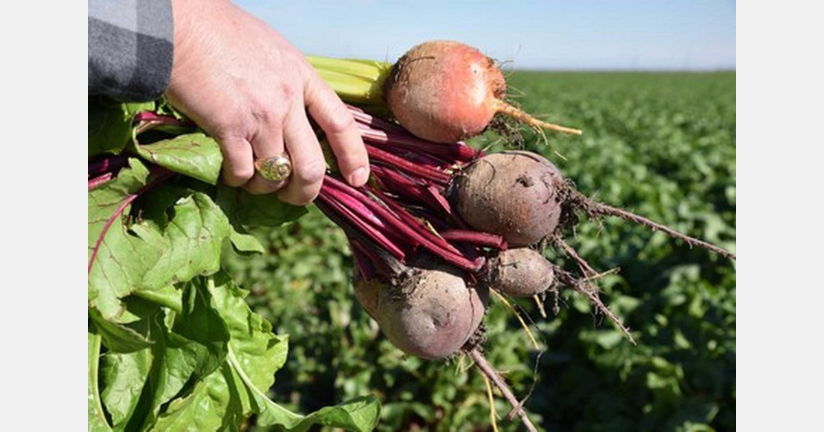 Texas beet and Mexico onion season commencing shortly