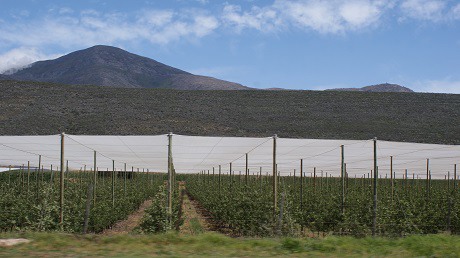 Langkloof topfruit starts on a positive note