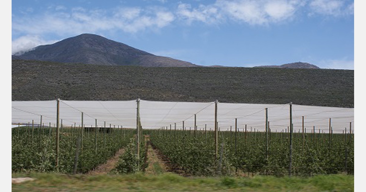 Langkloof topfruit starts on a positive note