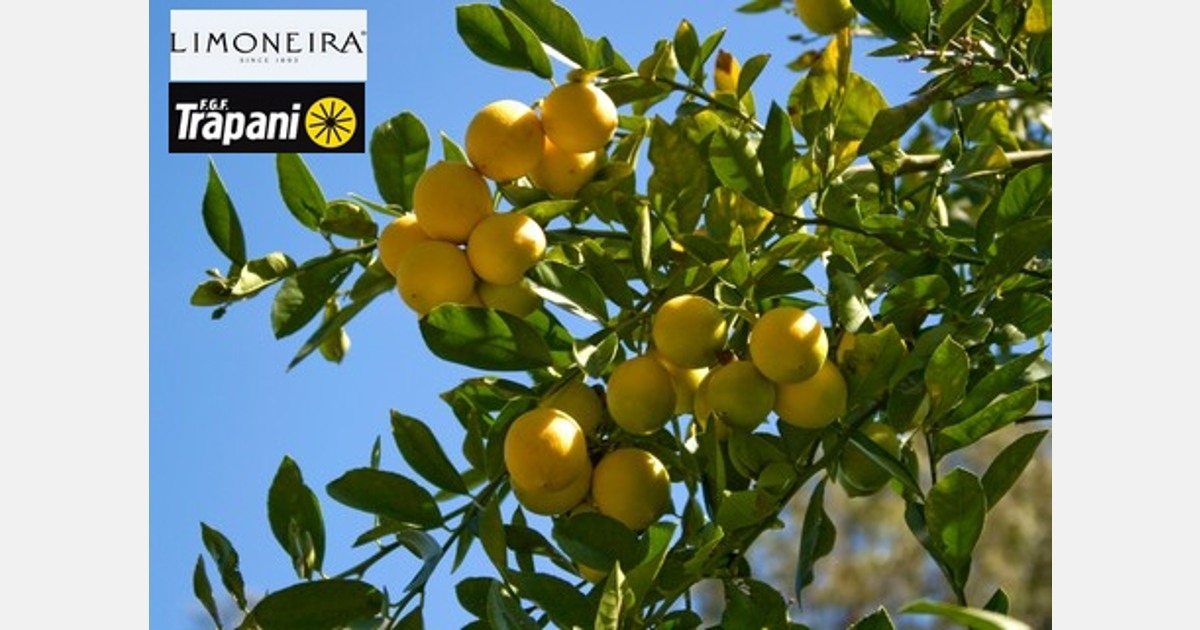 Limoneira enters into joint venture with Argentine citrus company