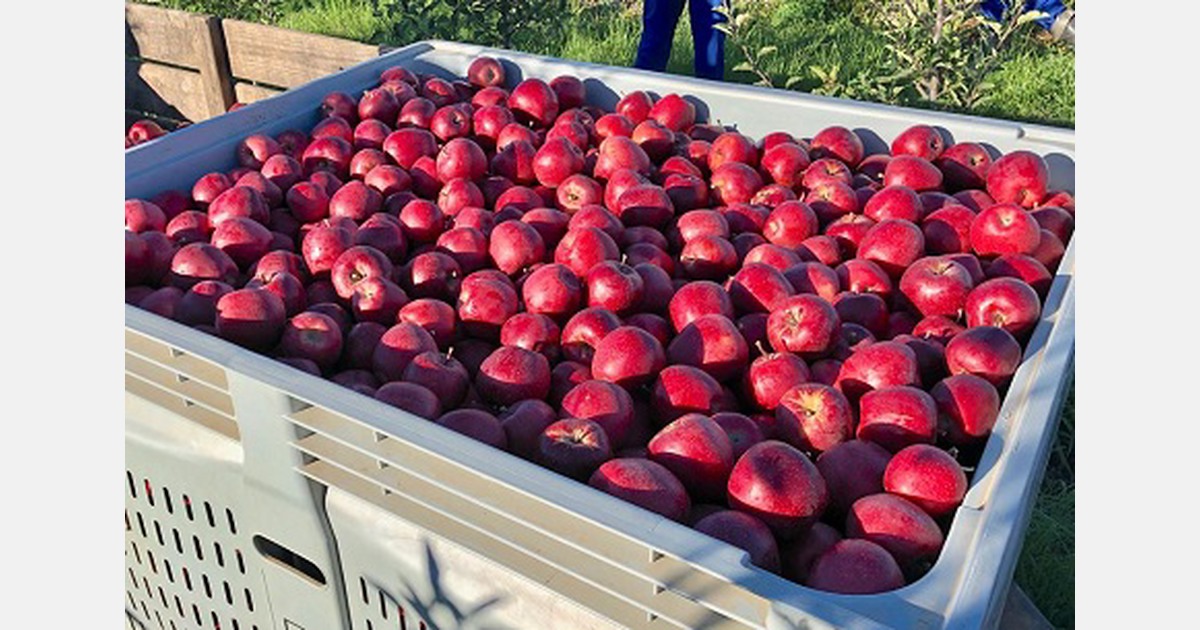 Flash Gala™ apple expansion in South Africa continues at unprecedented pace