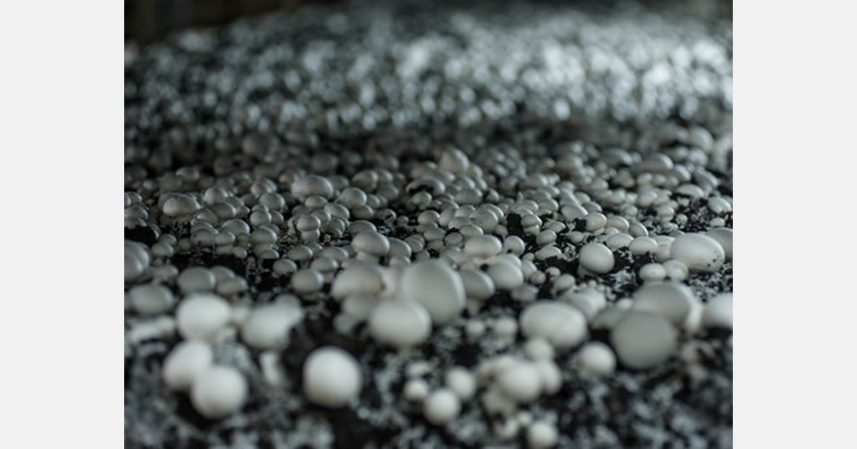 Polish substrate for organic mushroom farming in Poland