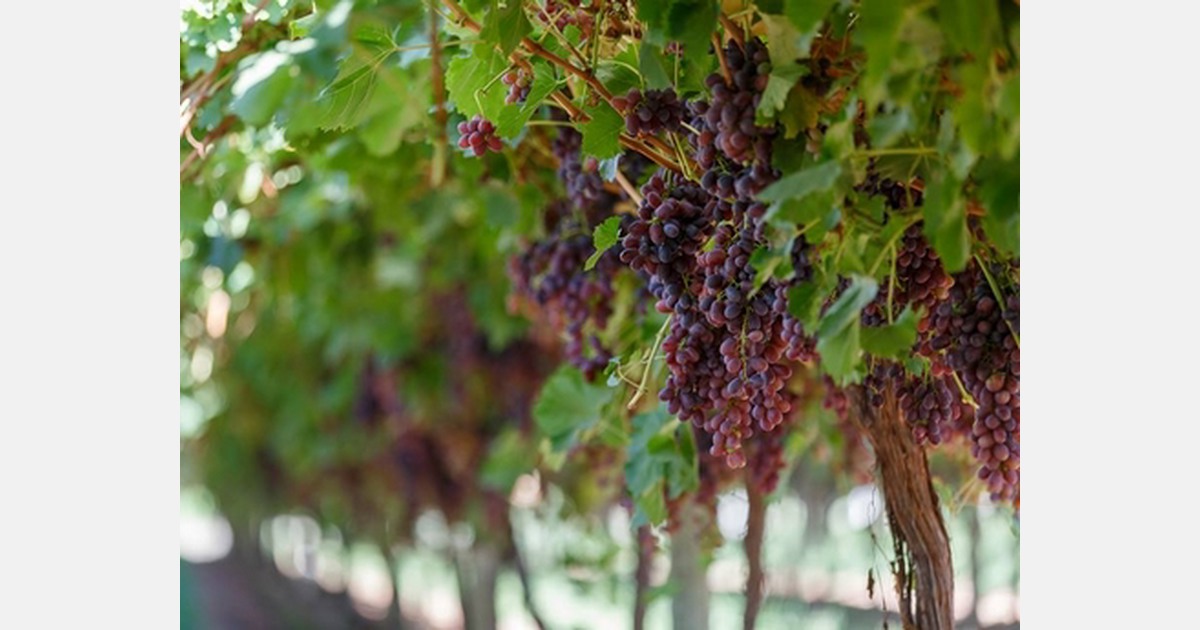 AU: New varieties and Chinese export opportunities driving strong table ...