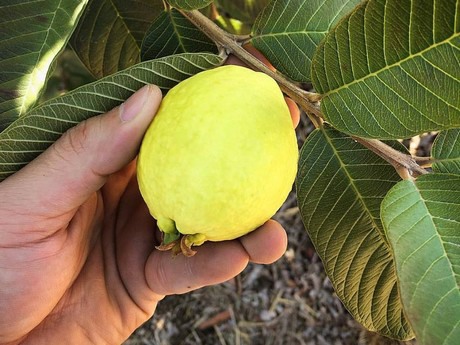 Supplies of guava into US still steady, despite challenges