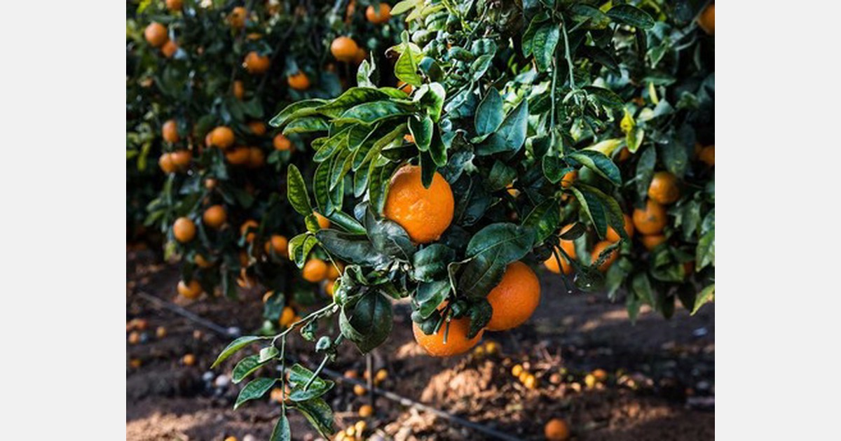 Israeli Orri mandarin arrivals begin on US East Coast