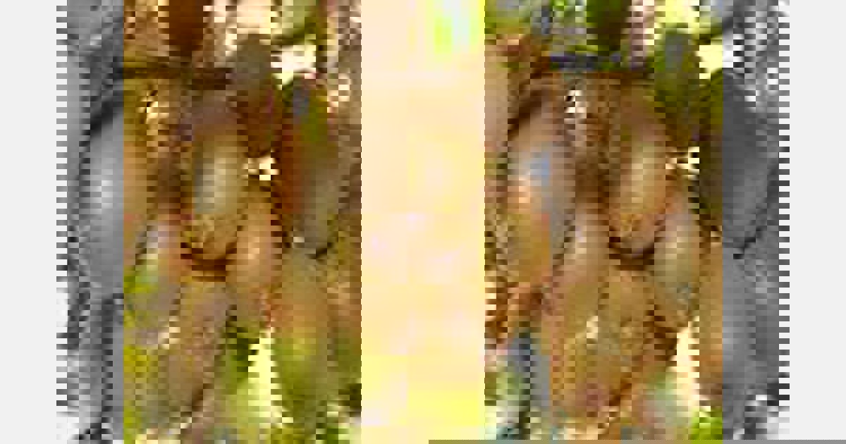 Turkey: Growing interest in kiwi production