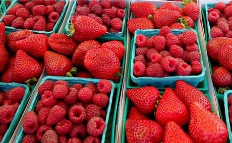 Growing raspberries for the Japanese market in Oceanside California