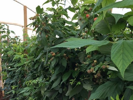 Growing raspberries for the Japanese market in Oceanside California