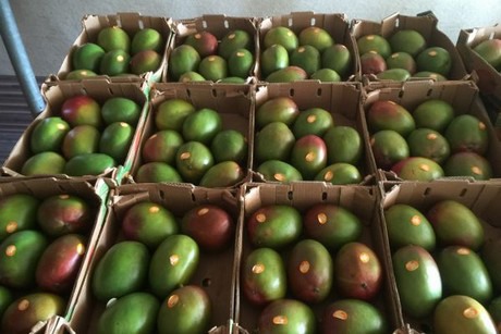 Costa Rican mangoes start arriving in Miami