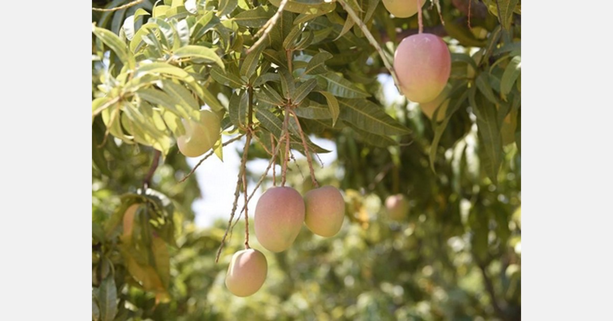 AU: Manbulloo stands up to myriad tough weather conditions to produce ...