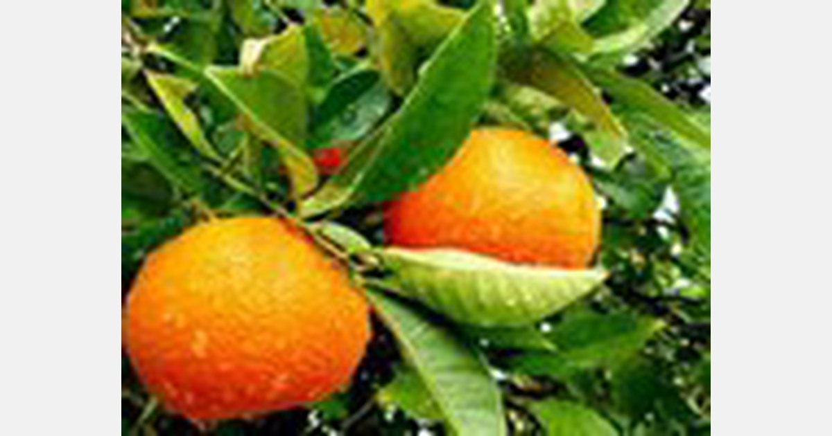 Namibian fruit exports expected to grow