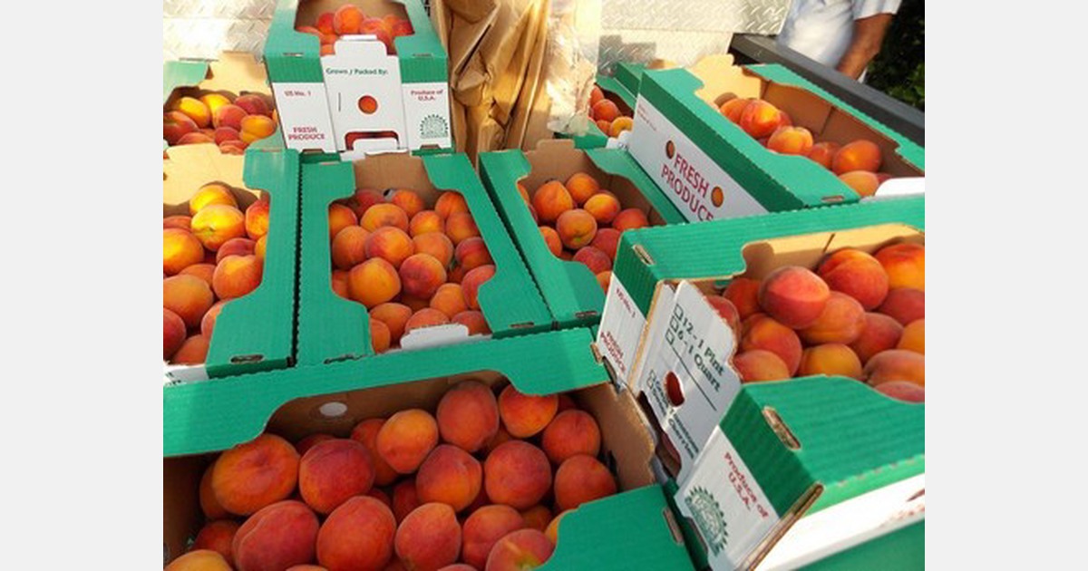 Florida peach crop to be bigger this year