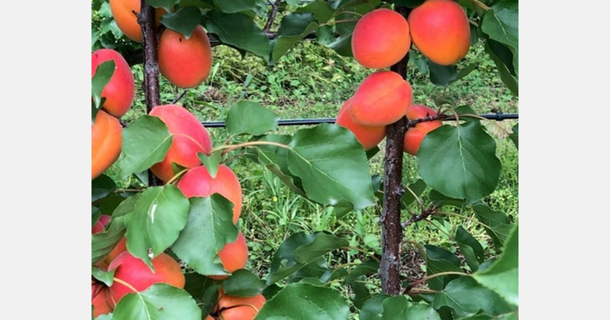 New Zealand apricot growers excited by the release of new varieties